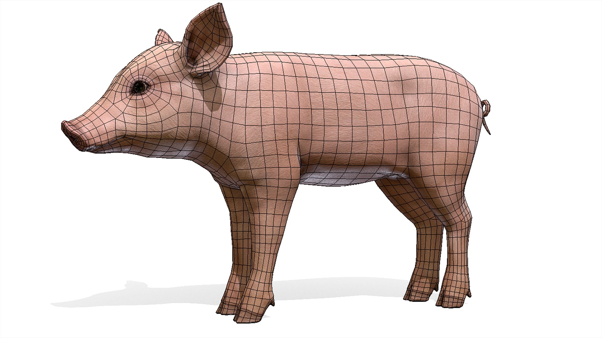 Piggy 3D Model - TurboSquid 1938389