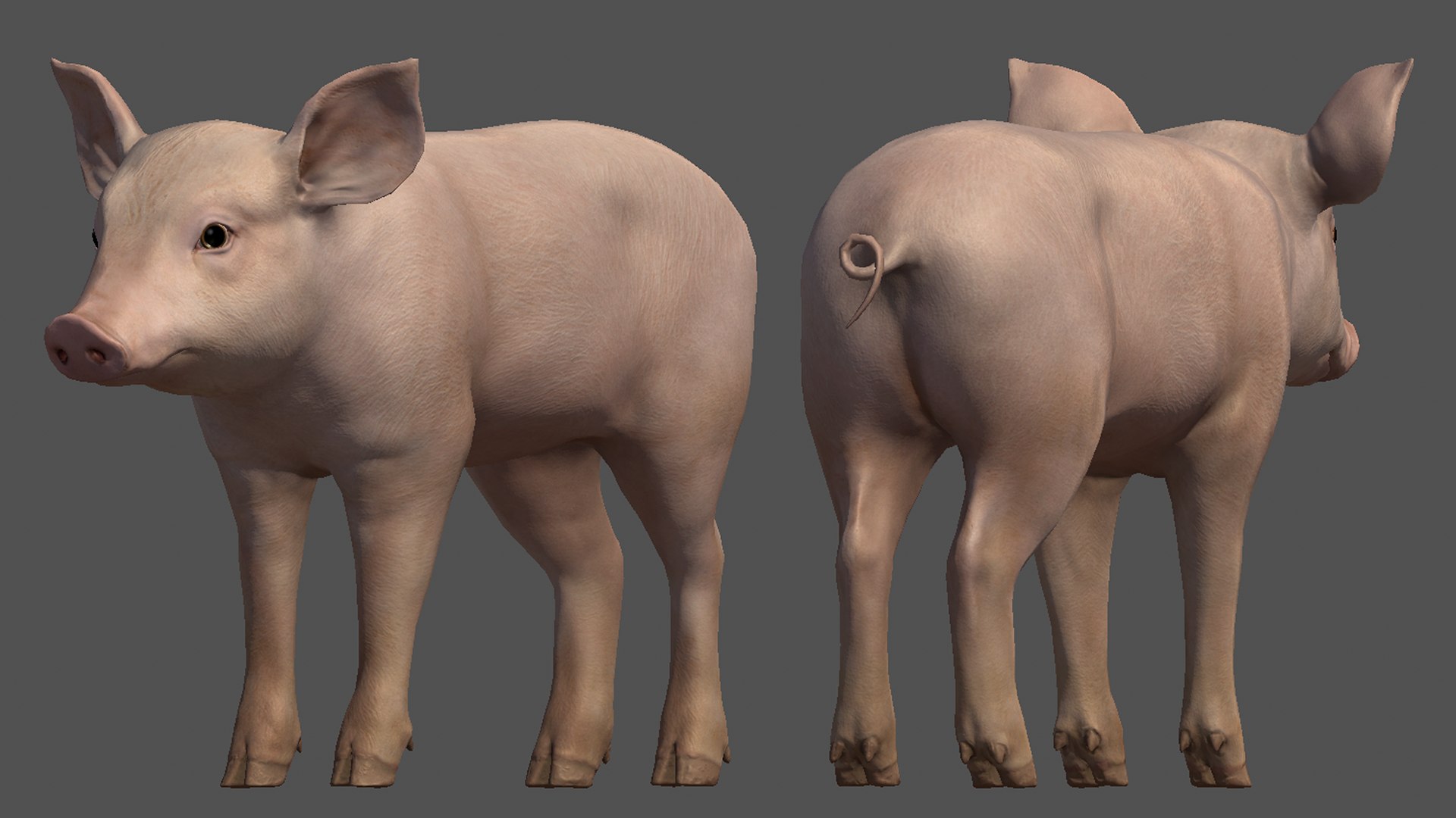 Piggy 3D Model - TurboSquid 1938389