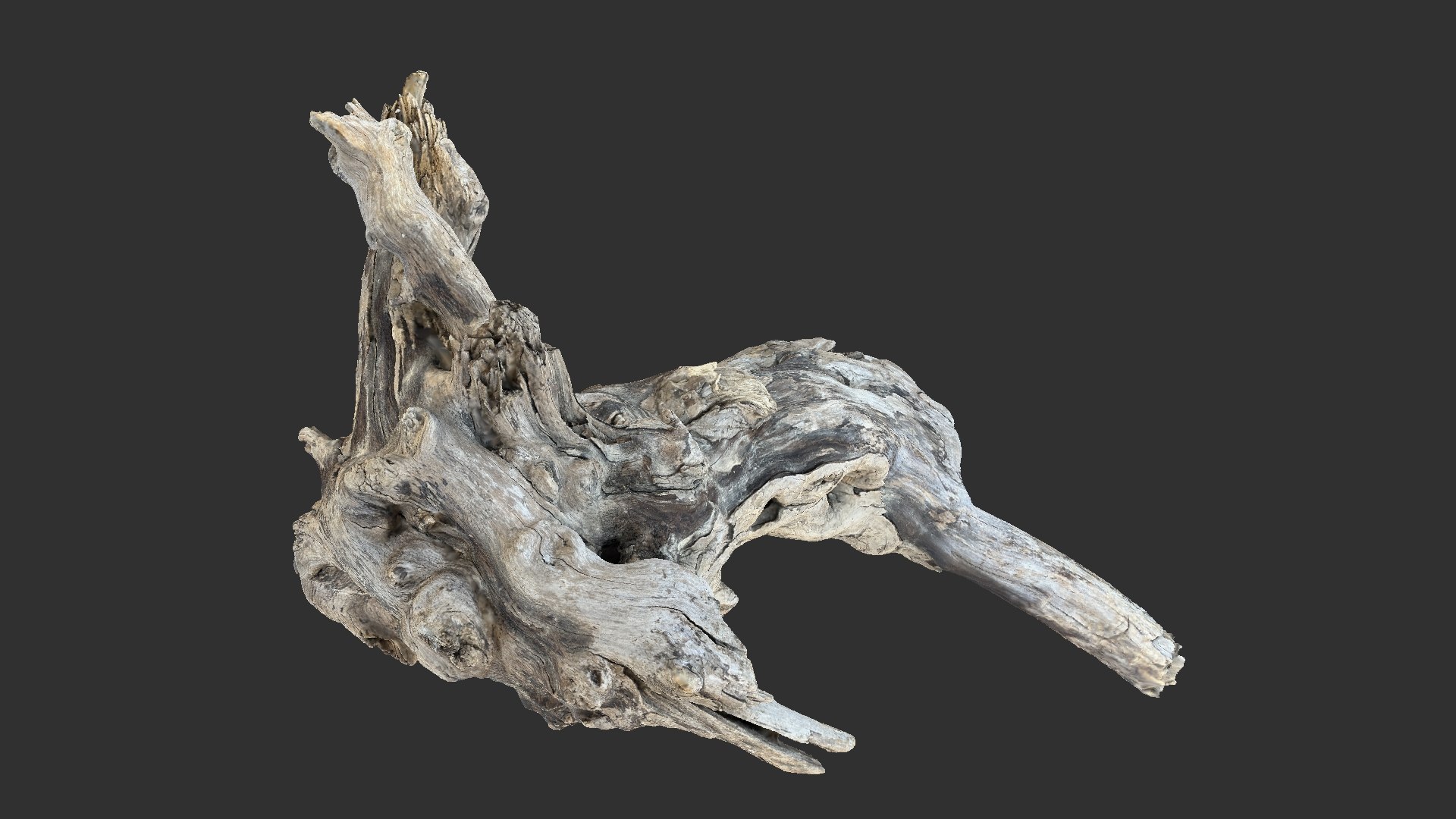Tree Root 3D Scan 3D model - TurboSquid 2146092