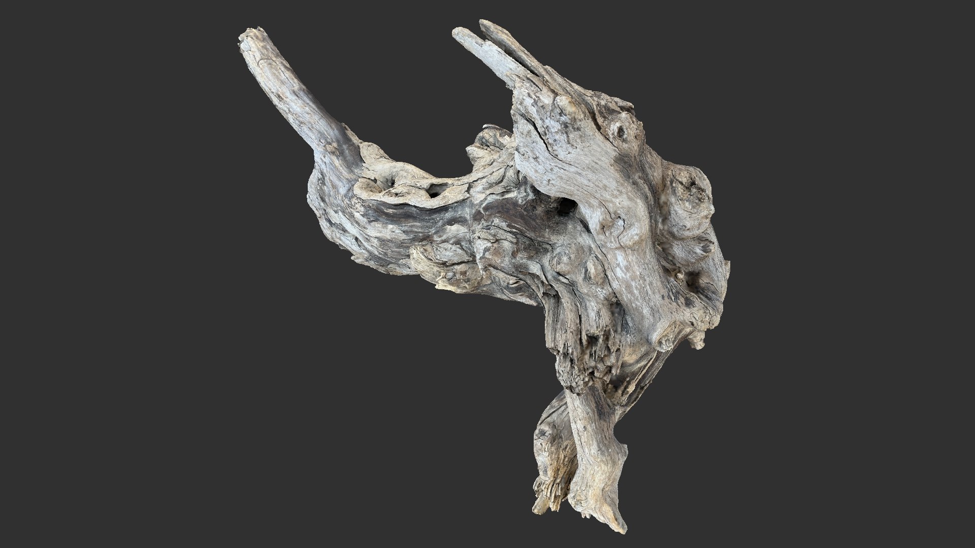 Tree Root 3D Scan 3D model - TurboSquid 2146092