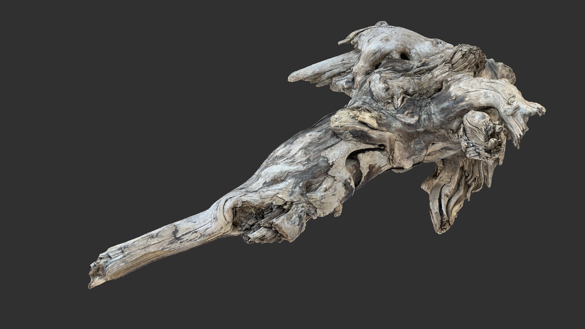 Tree Root 3D Scan 3D Model - TurboSquid 2146092