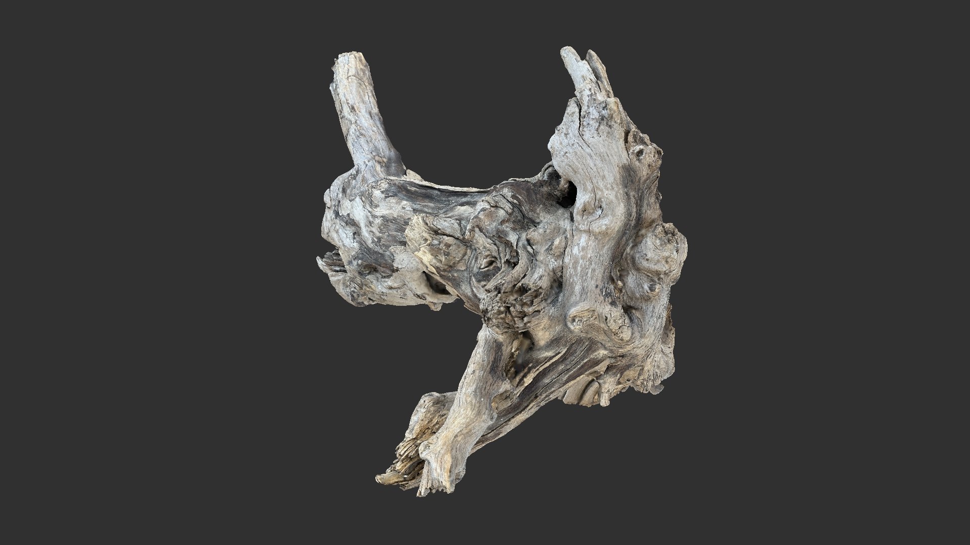Tree Root 3D Scan 3D Model - TurboSquid 2146092