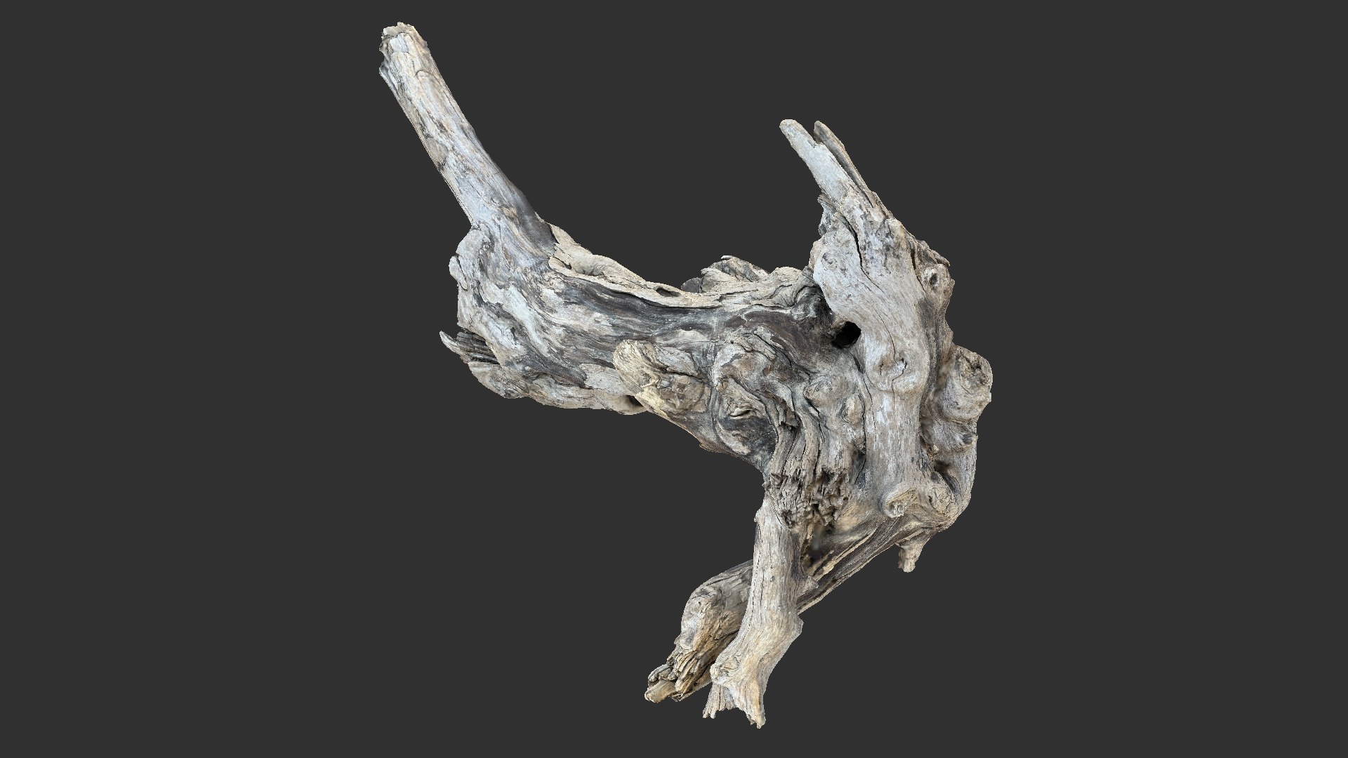 Tree Root 3D Scan 3D Model - TurboSquid 2146092