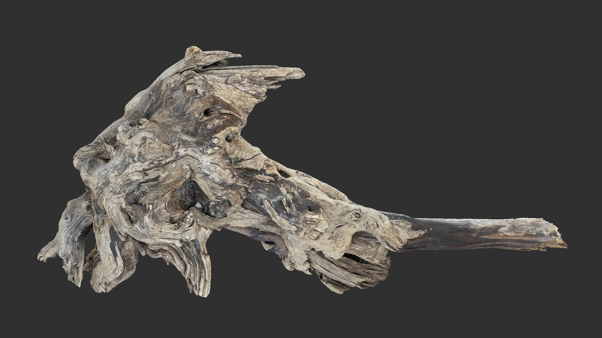 Tree Root 3D Scan 3D Model - TurboSquid 2146092