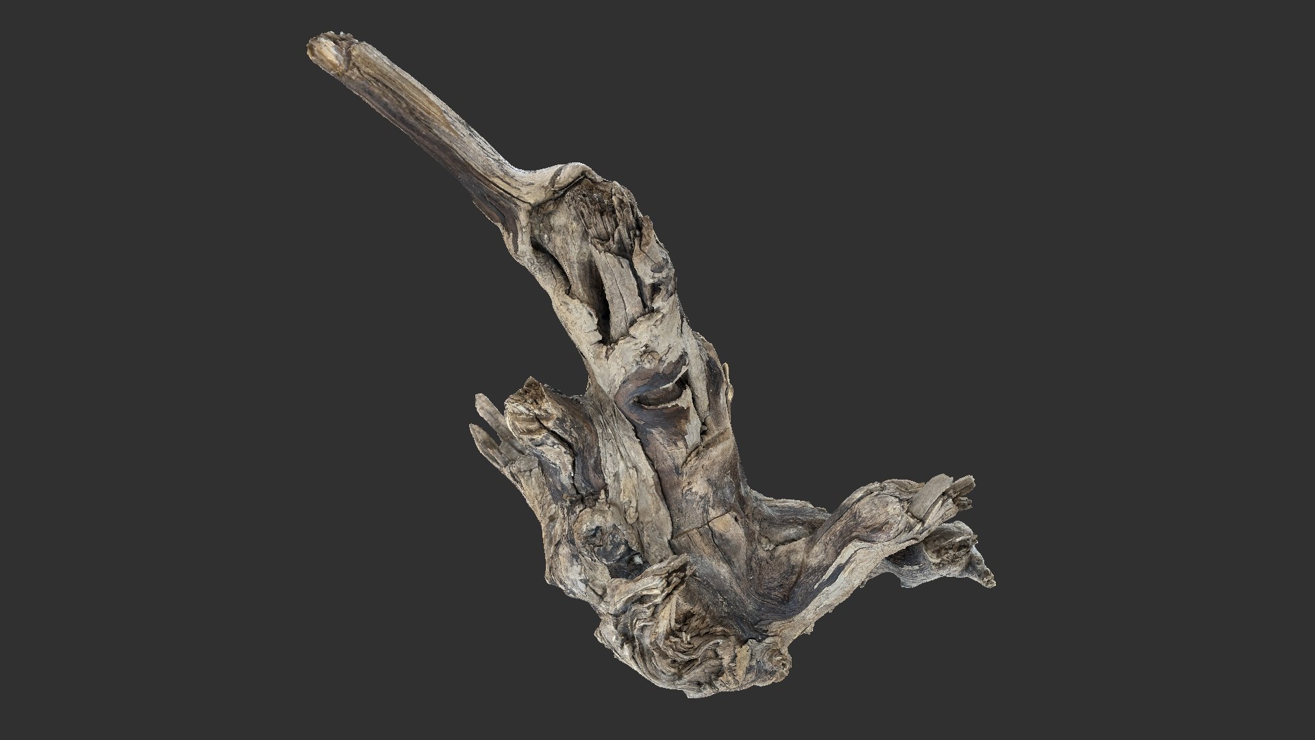 Tree Root 3D Scan 3D Model - TurboSquid 2146092