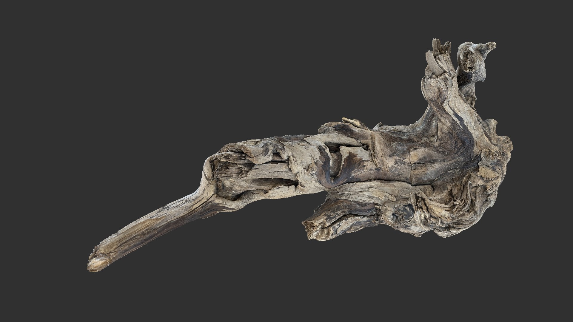 Tree Root 3D Scan 3D model - TurboSquid 2146092