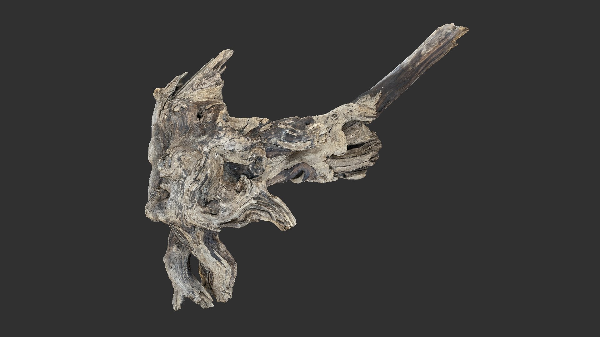 Tree Root 3D Scan 3D Model - TurboSquid 2146092