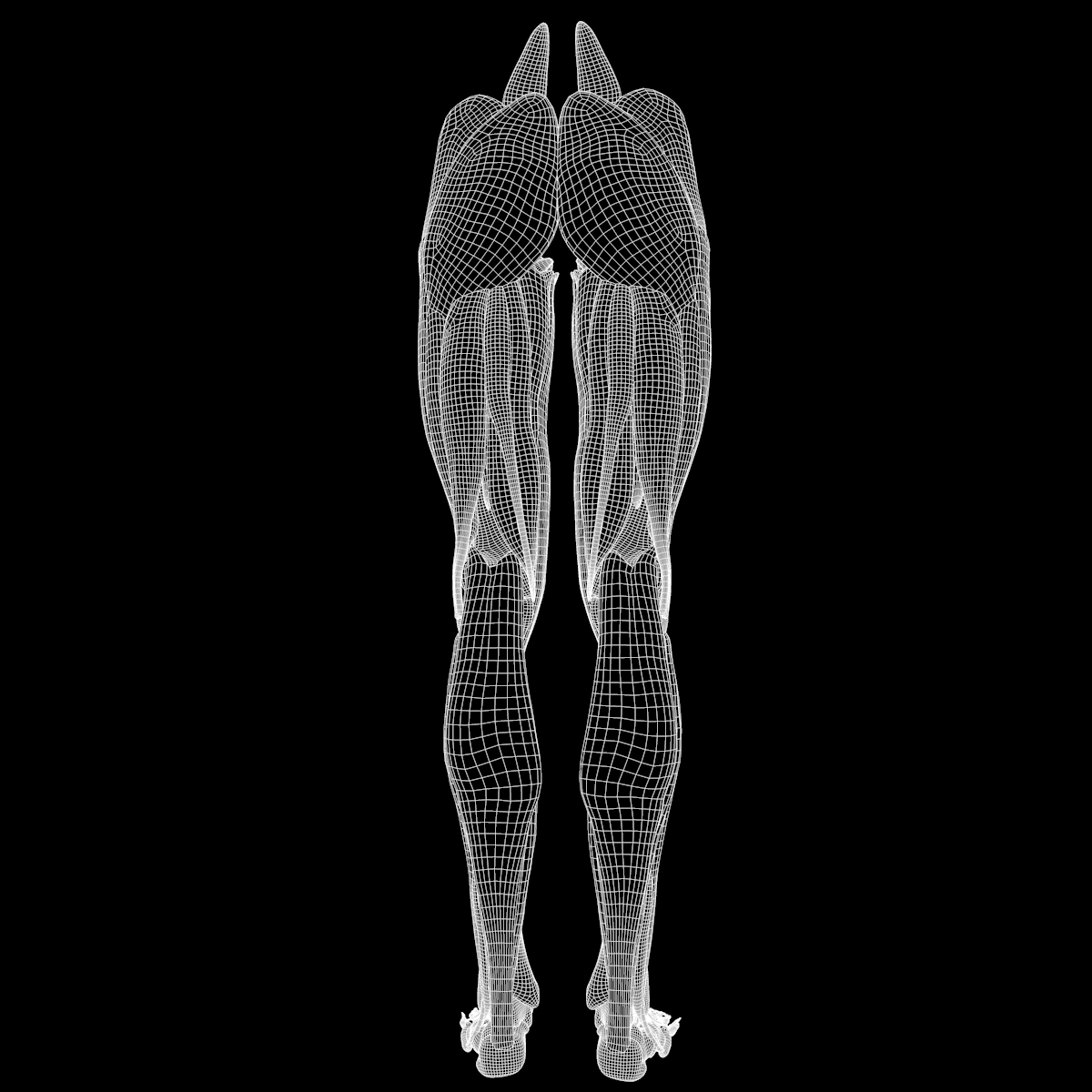Human legs muscle bone anatomy 3D model - TurboSquid 1398456