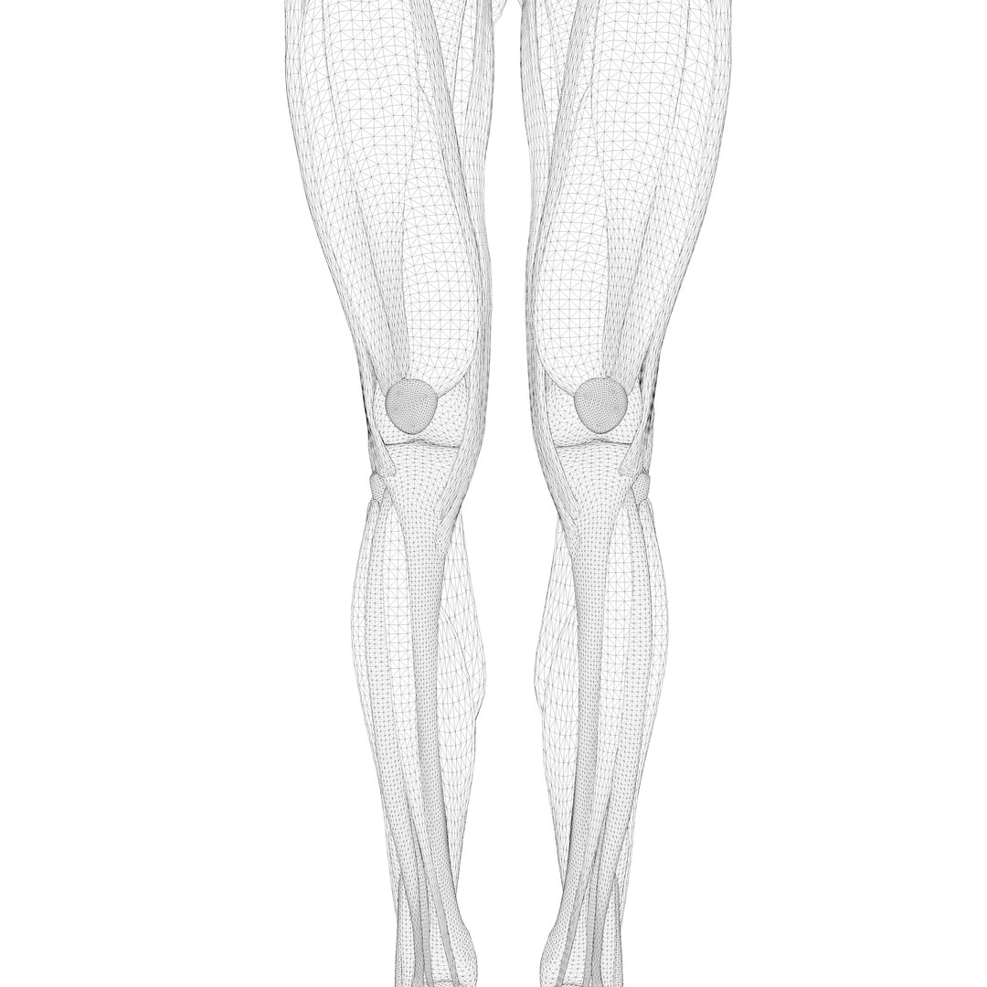 Human Legs Muscle Bone Anatomy 3D Model - TurboSquid 1398456