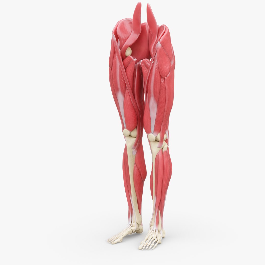 Human Legs Muscle Bone Anatomy 3D Model - TurboSquid 1398456