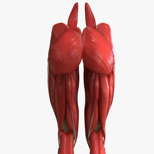 Human legs muscle bone anatomy 3D model - TurboSquid 1398456