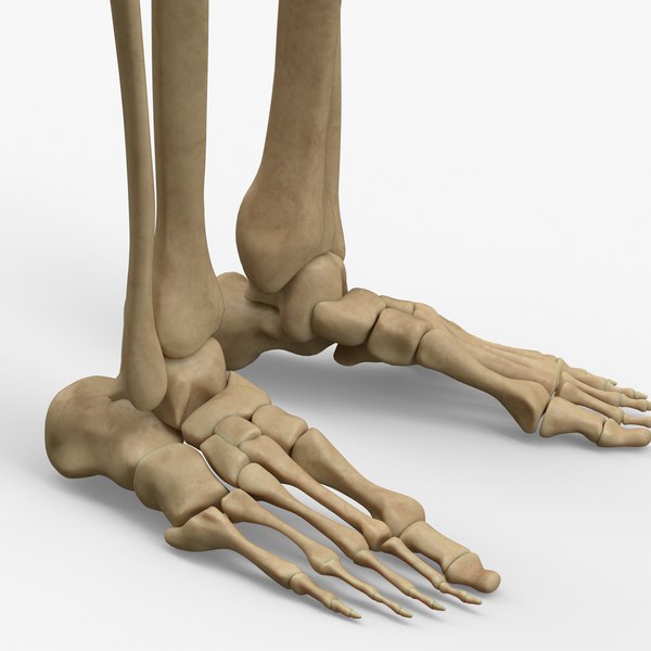 Human legs muscle bone anatomy 3D model - TurboSquid 1398456