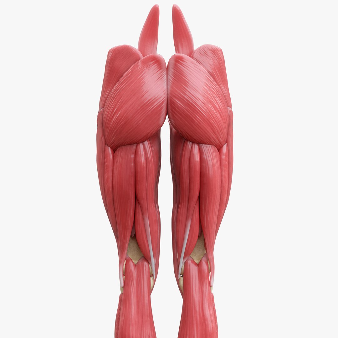 Human Legs Muscle Bone Anatomy 3D Model - TurboSquid 1398456