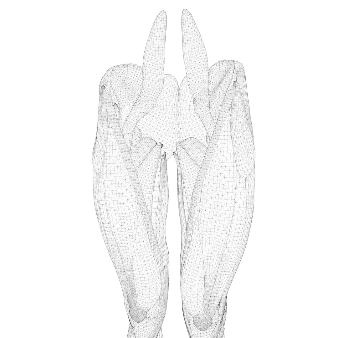 Human Legs Muscle Bone Anatomy 3D Model - TurboSquid 1398456