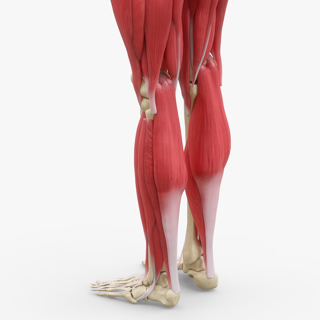 Human Legs Muscle Bone Anatomy 3D Model - TurboSquid 1398456