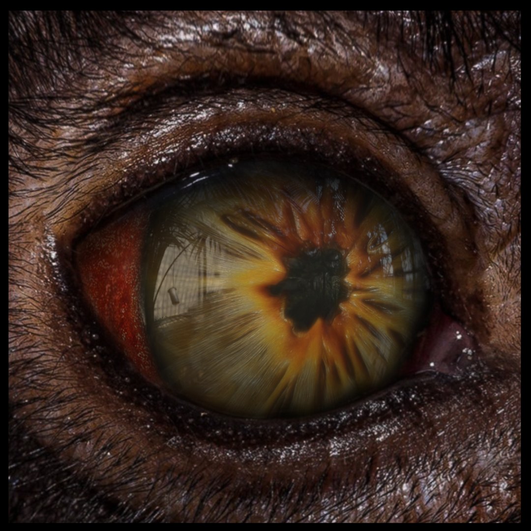 Beast Fantasy Eyes Vol 01 - PBR 3D Model - TurboSquid 2283871