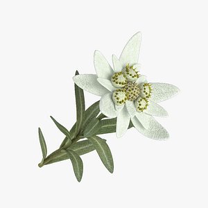 Edelweiss 3D Models for Download | TurboSquid