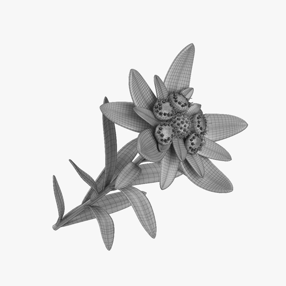 Edelweiss Model - TurboSquid 1664515