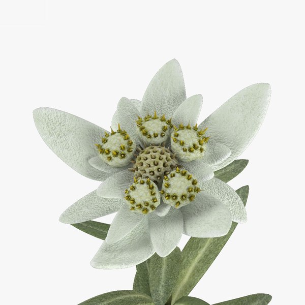 modelo 3d Edelweiss - TurboSquid 1664515