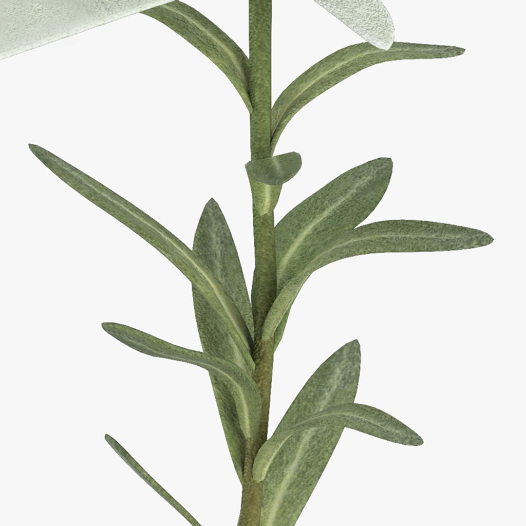 Edelweiss Model - TurboSquid 1664515