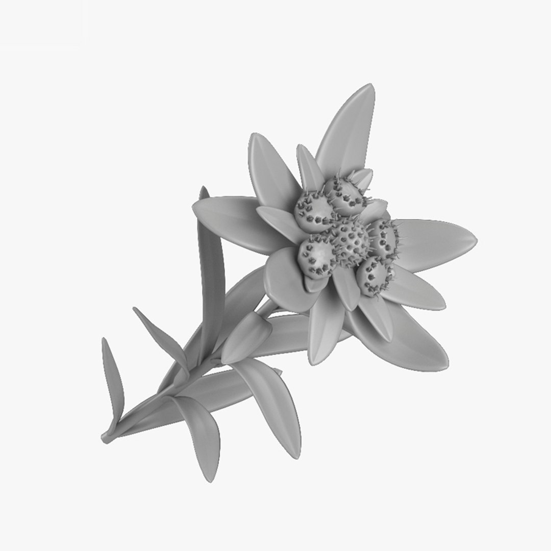 Edelweiss Model - TurboSquid 1664515