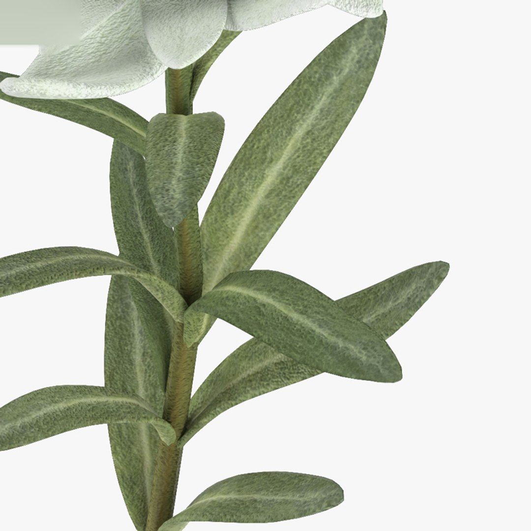 Edelweiss Model - TurboSquid 1664515