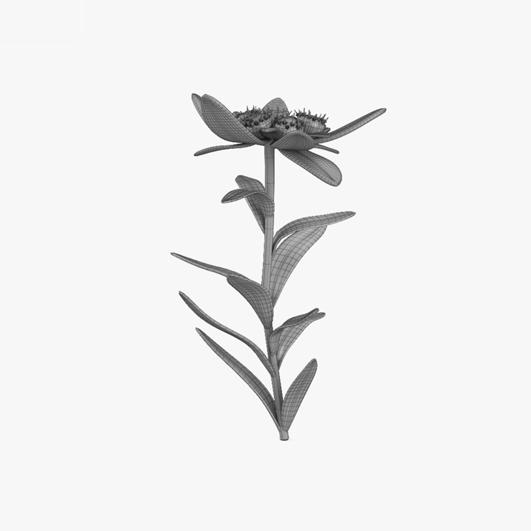 Edelweiss Model - TurboSquid 1664515