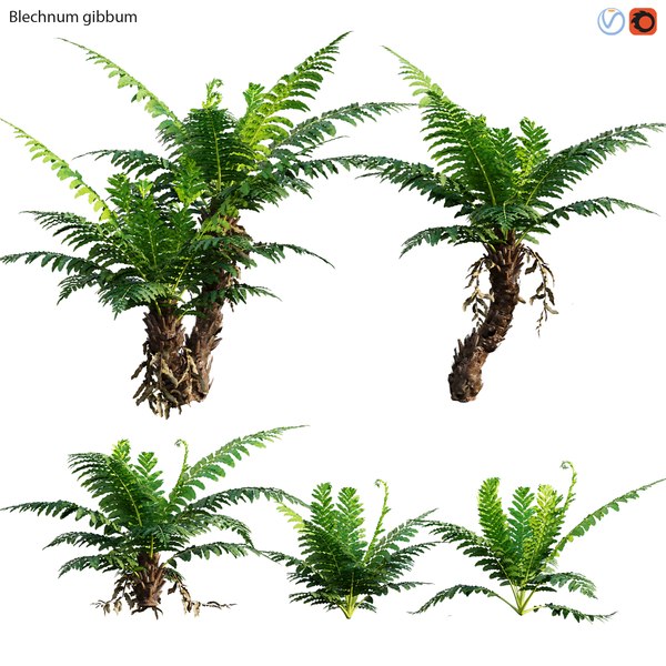 Blechnum spicant - Deer Fern - 02 3D model - TurboSquid 1782062