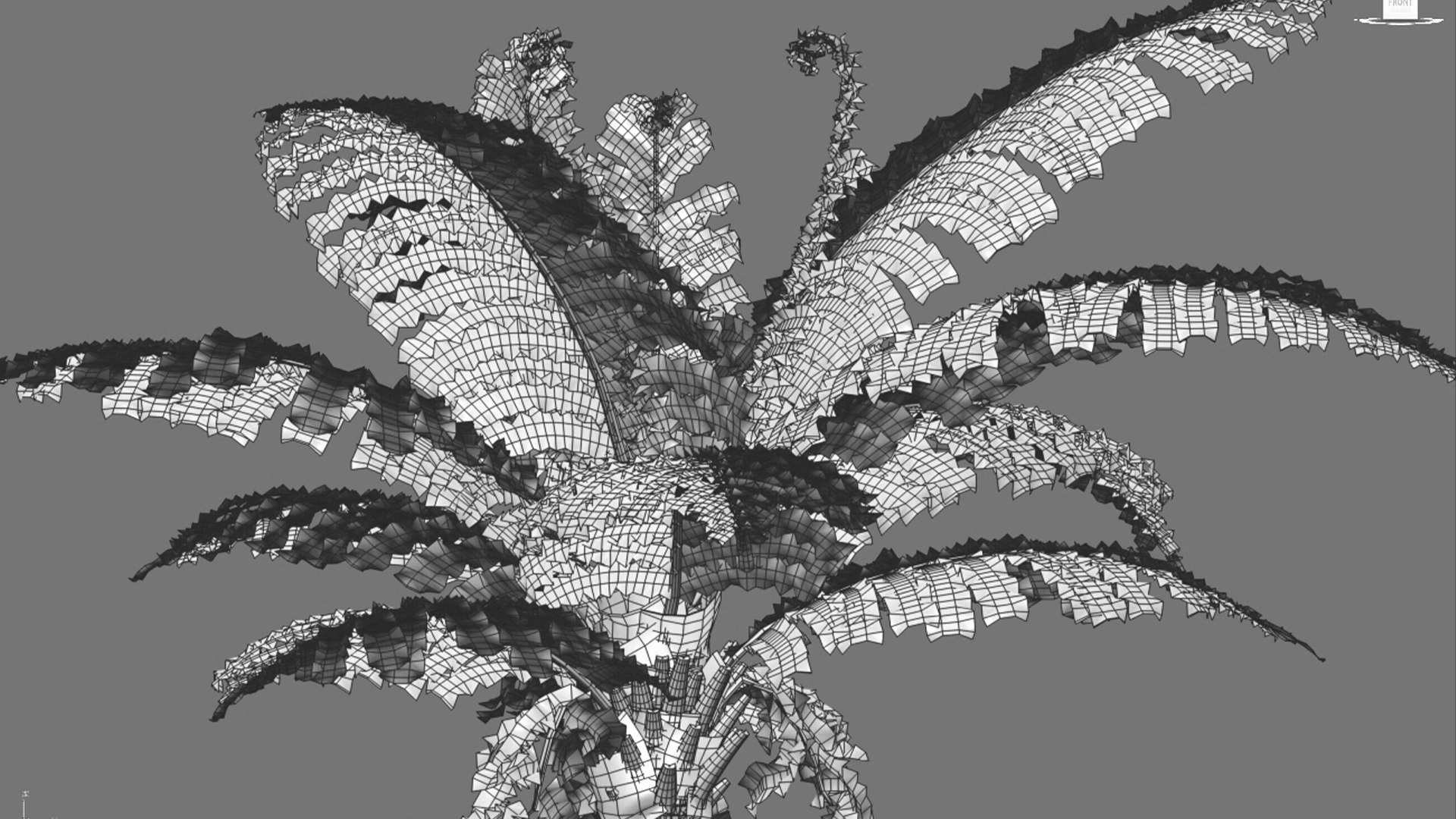3D Silver Lady Fern - Blechnum Gibbum - TurboSquid 1841744
