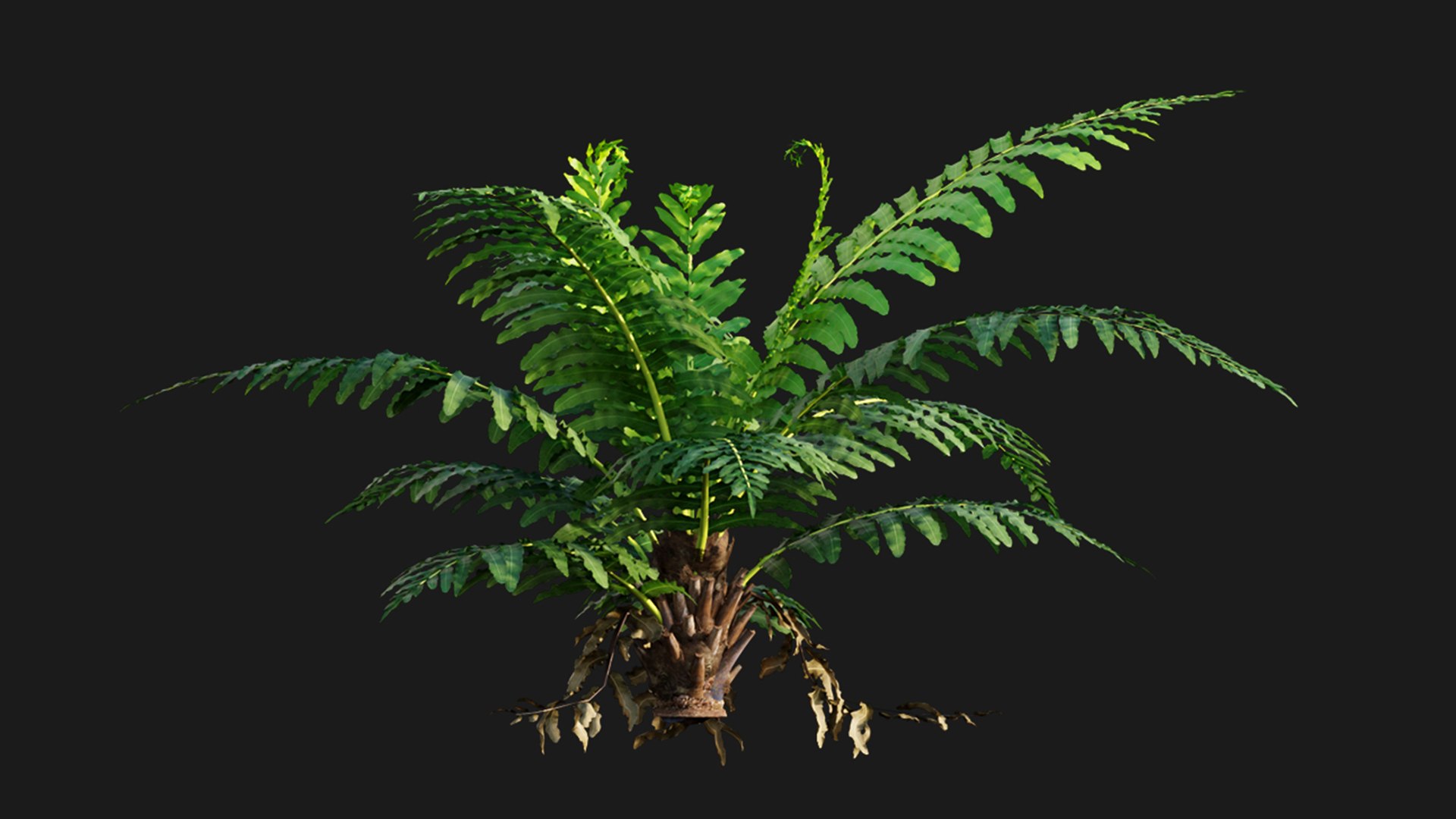 3D Silver Lady Fern - Blechnum Gibbum - TurboSquid 1841744