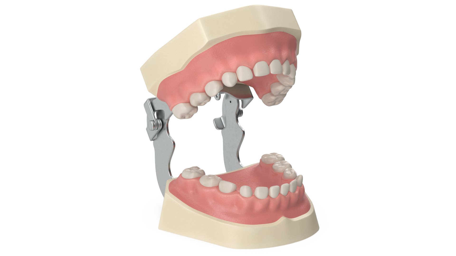 3D Model Typodont Teaching Studying Model With Removable Underbite ...