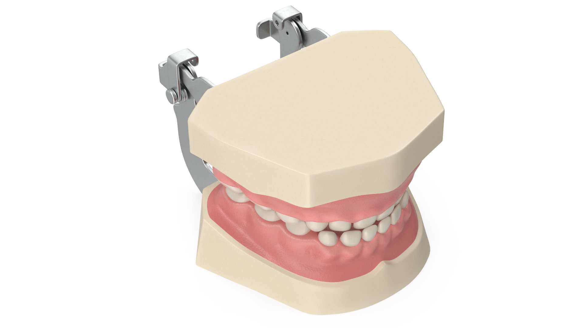 3D Model Typodont Teaching Studying Model With Removable Underbite ...