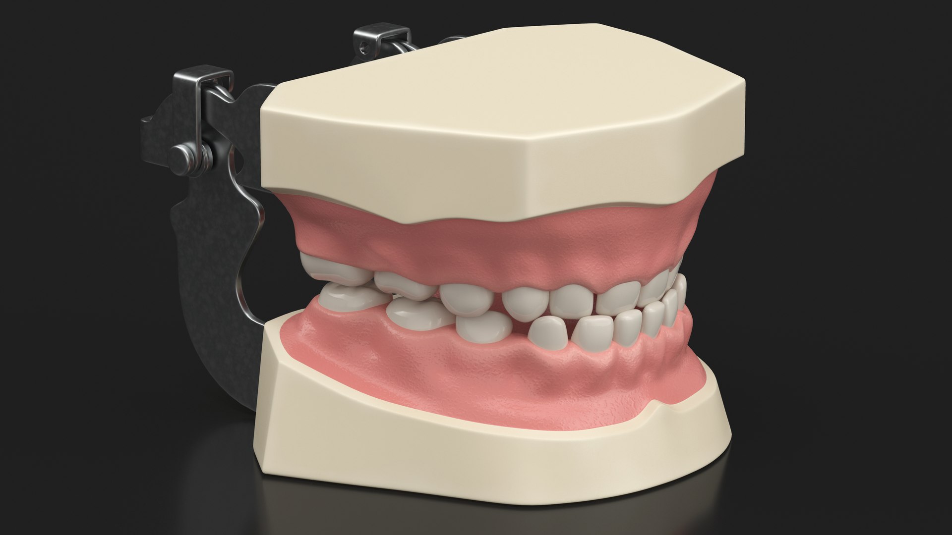 3D Model Typodont Teaching Studying Model With Removable Underbite ...