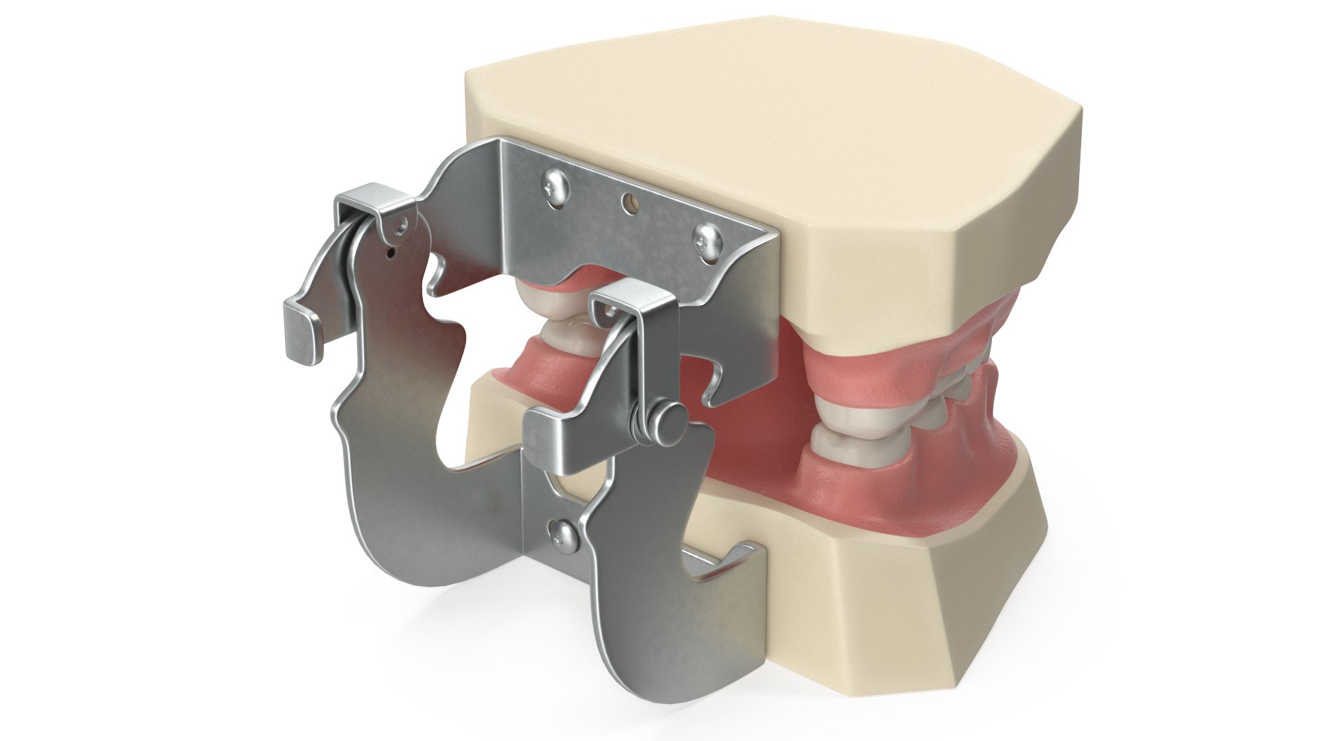 3D Model Typodont Teaching Studying Model With Removable Underbite ...