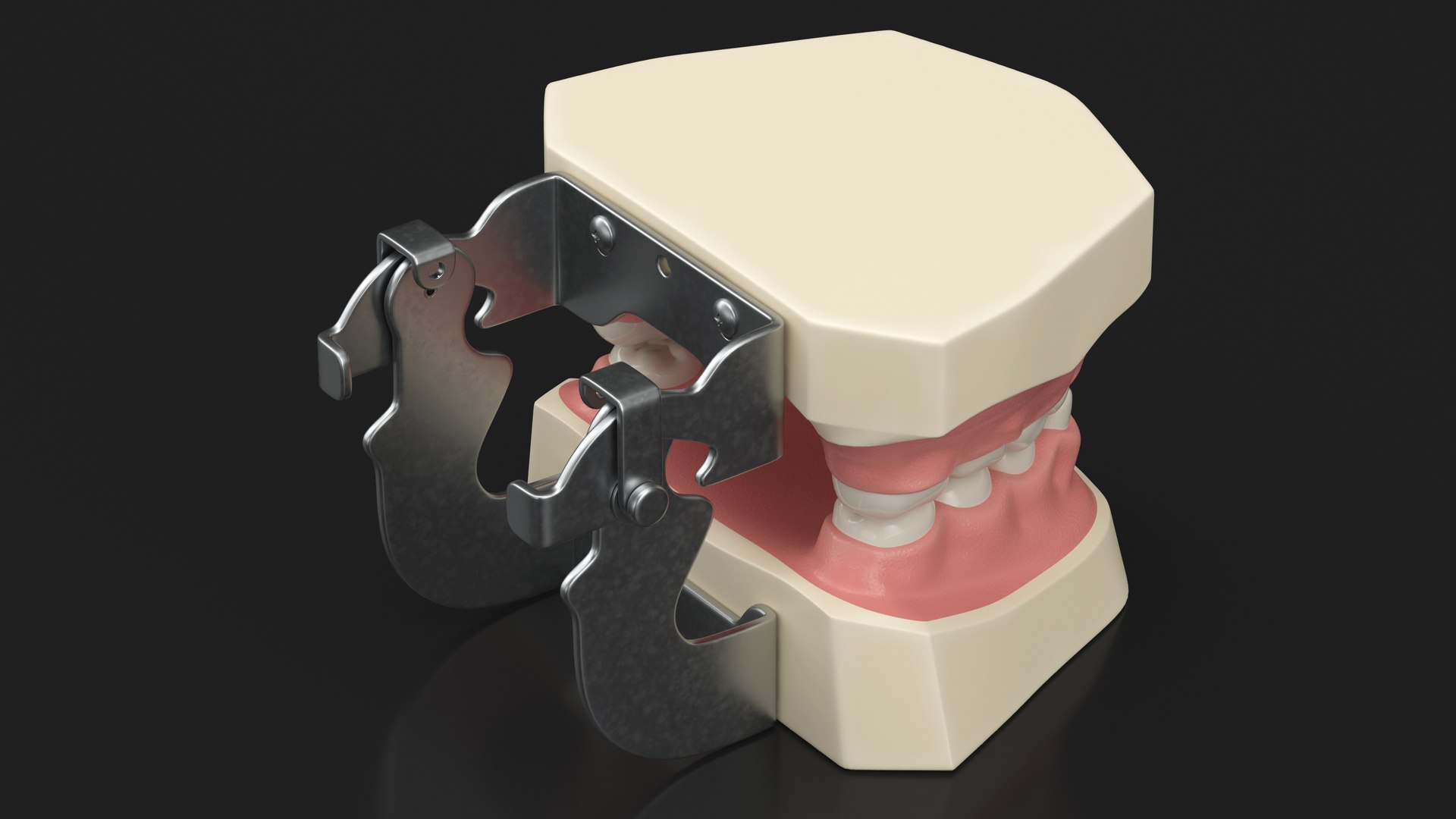3D Model Typodont Teaching Studying Model With Removable Underbite ...