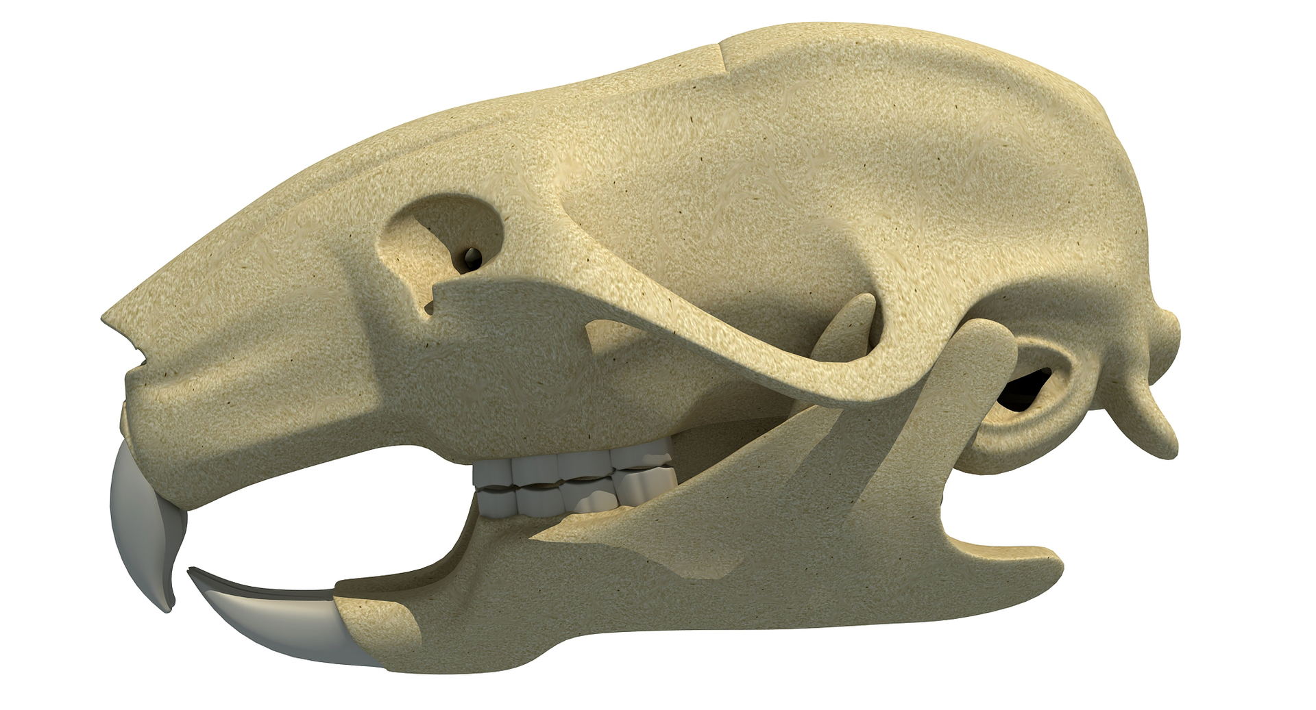 rat skull obj