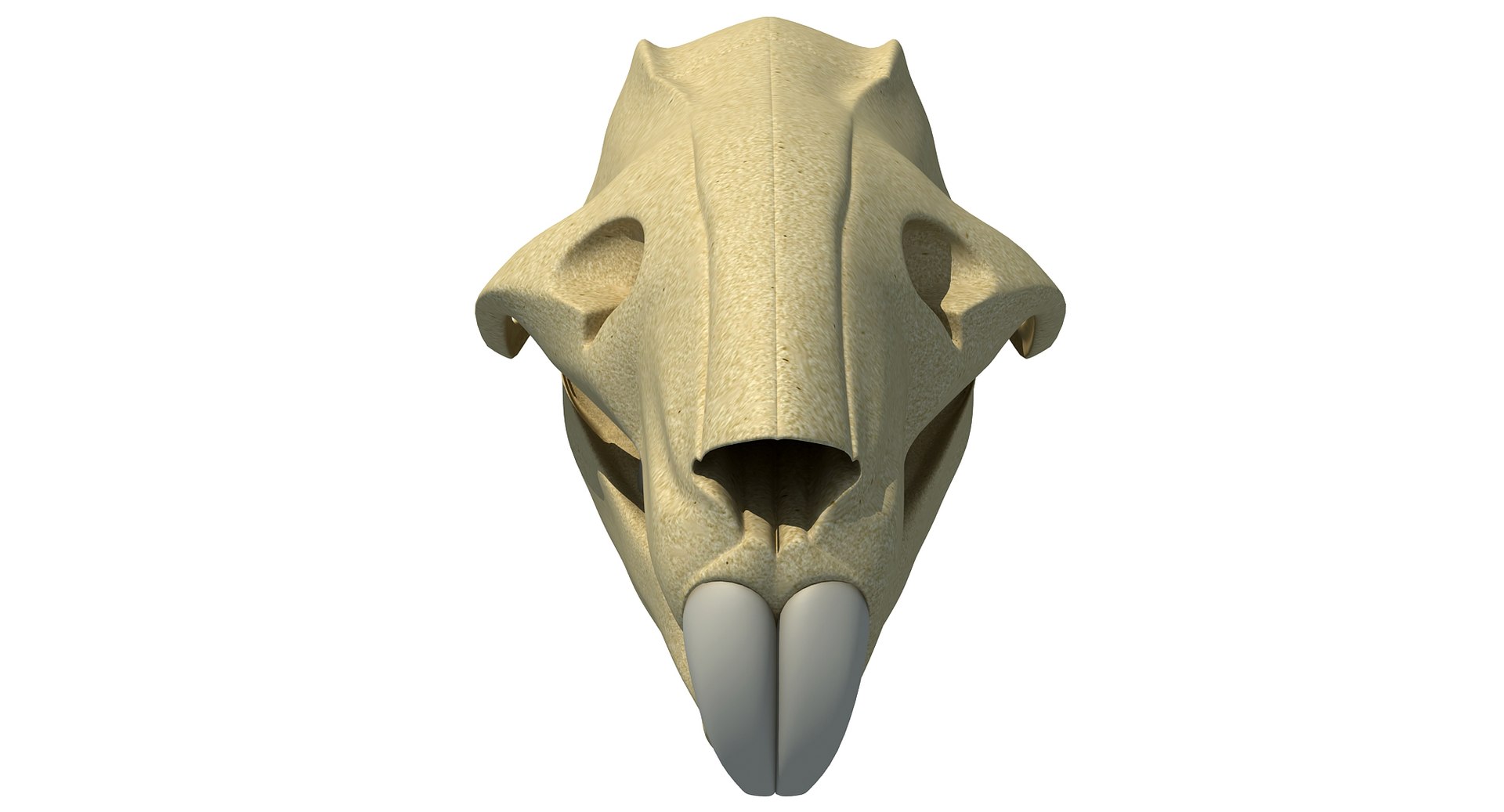 Rat Skull Obj
