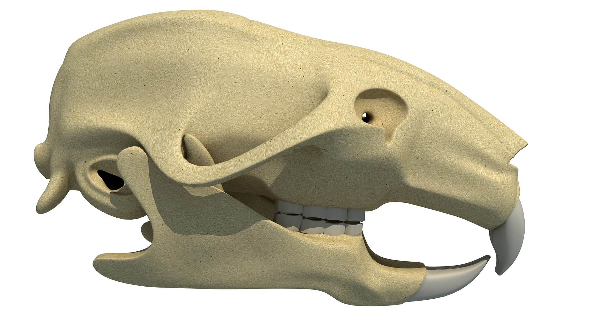 Rat Skull Obj
