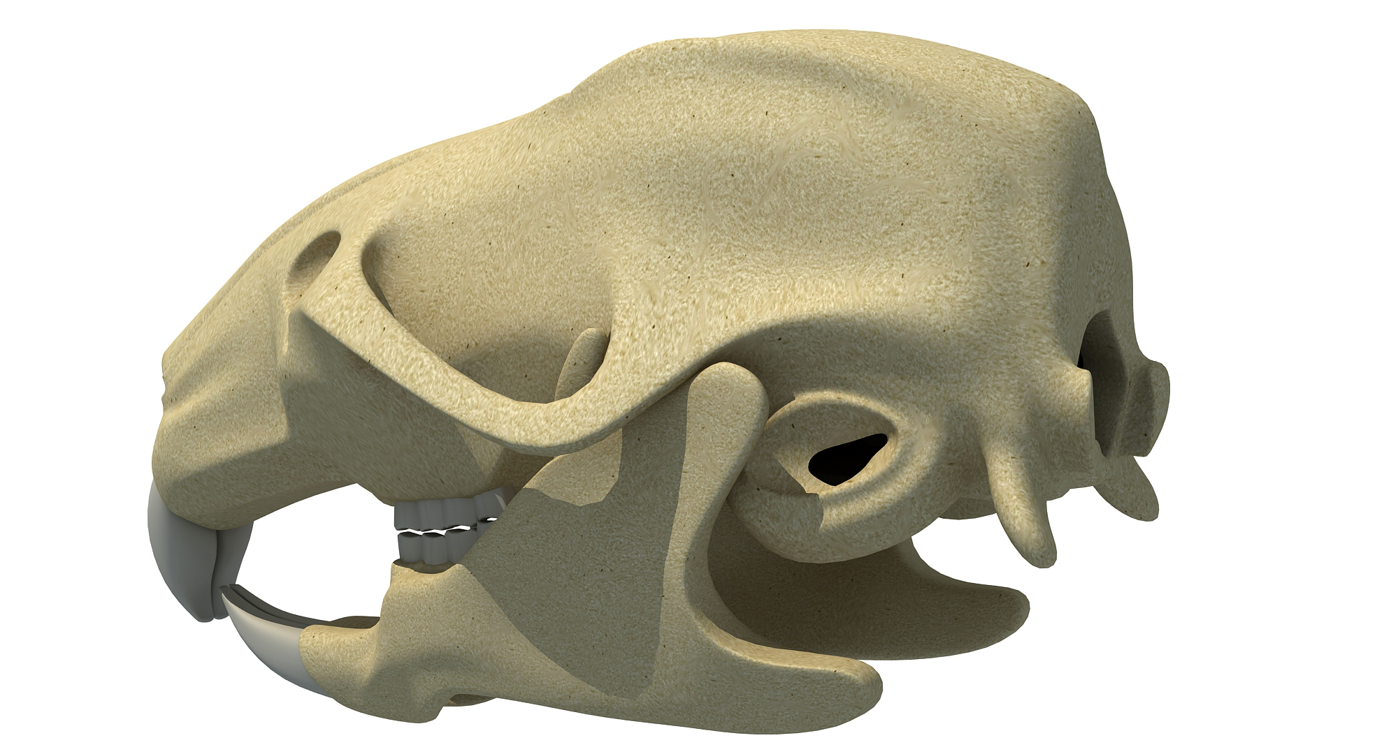rat skull obj