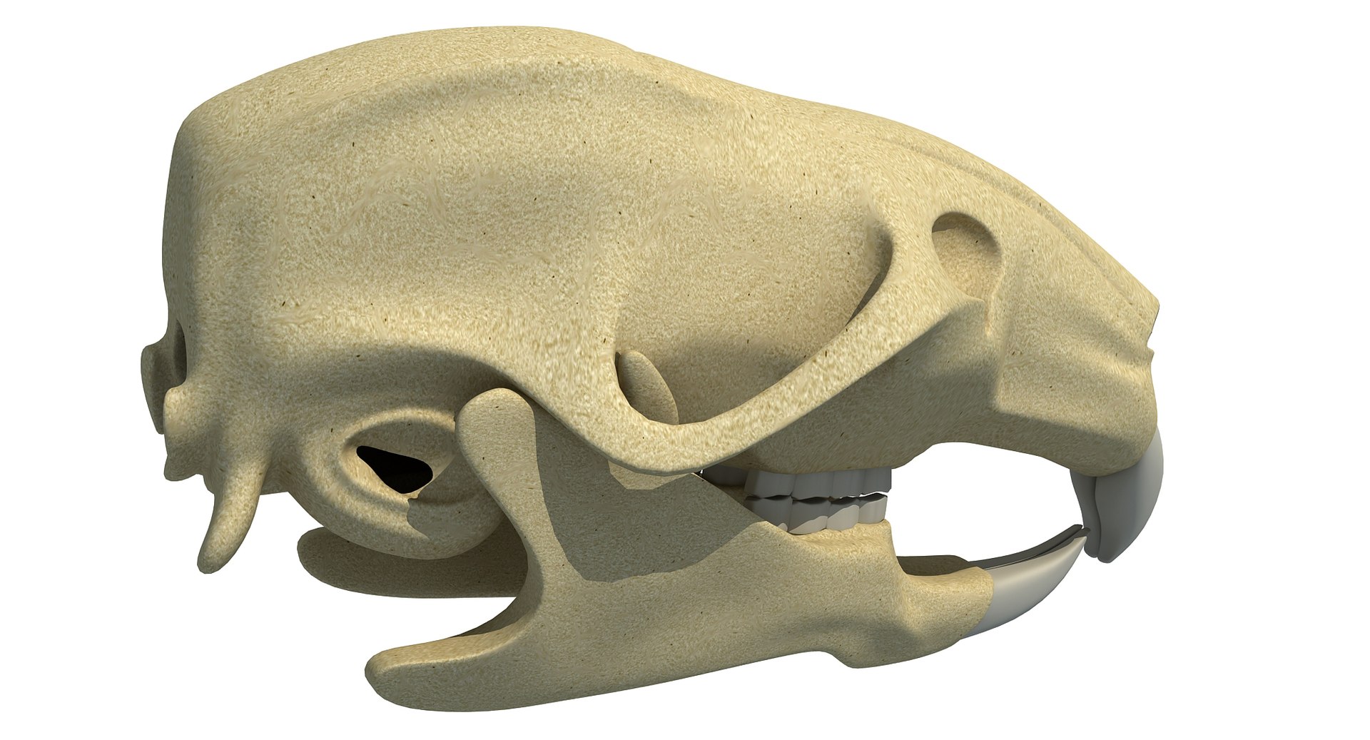 Rat Skull Obj