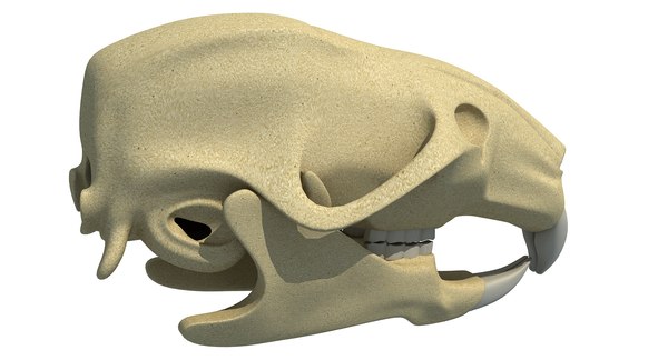 rat skull obj