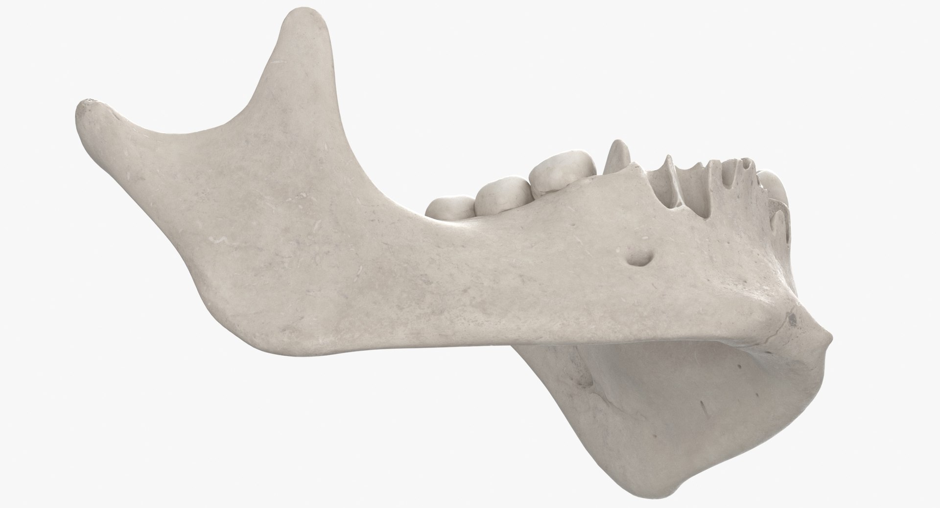 3D Real Human Jawbone Mandible Model - TurboSquid 1617501
