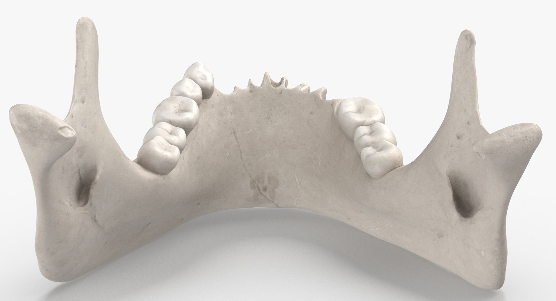 3D Real Human Jawbone Mandible Model - TurboSquid 1617501
