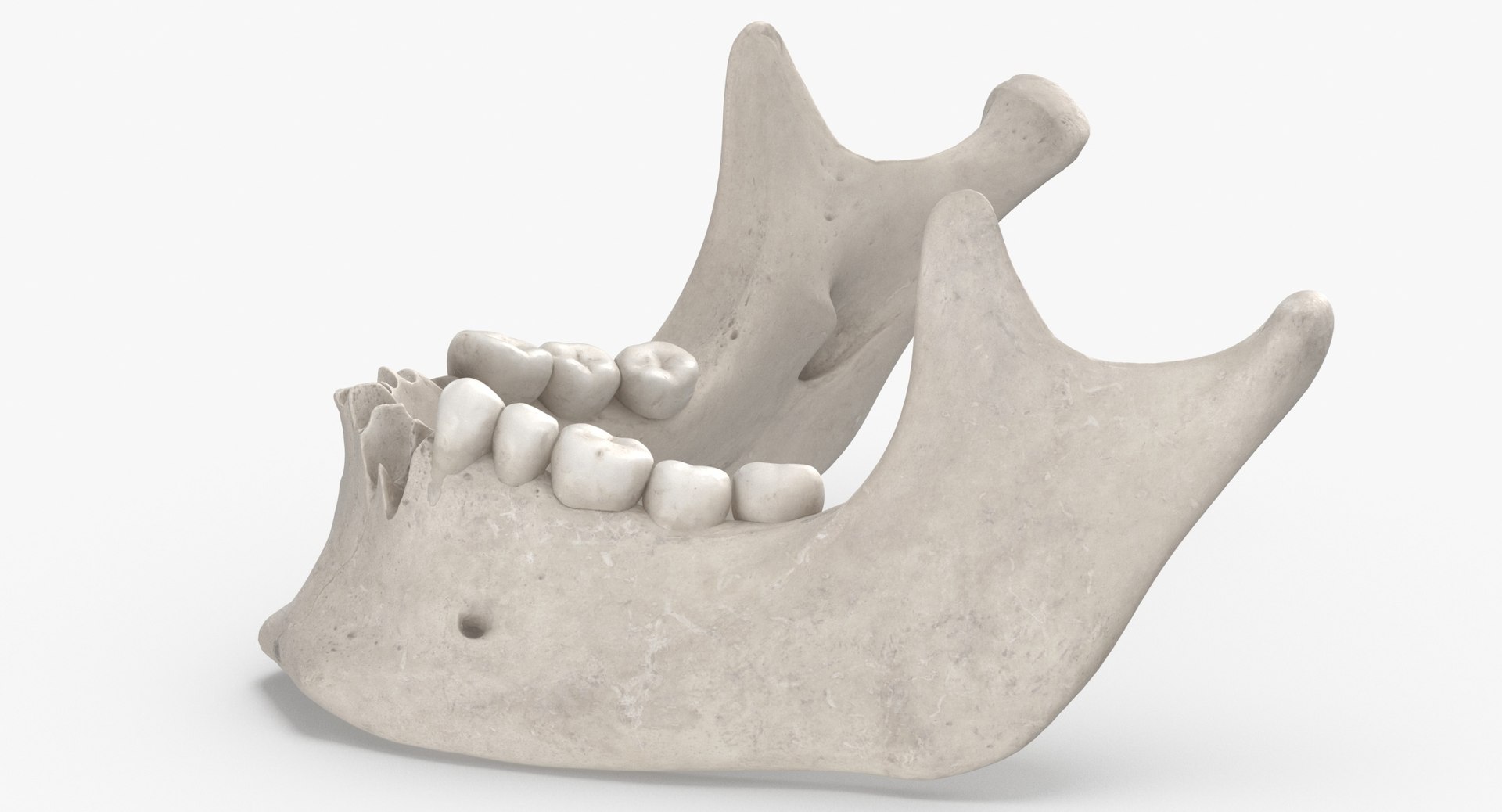 3D Real Human Jawbone Mandible Model - TurboSquid 1617501