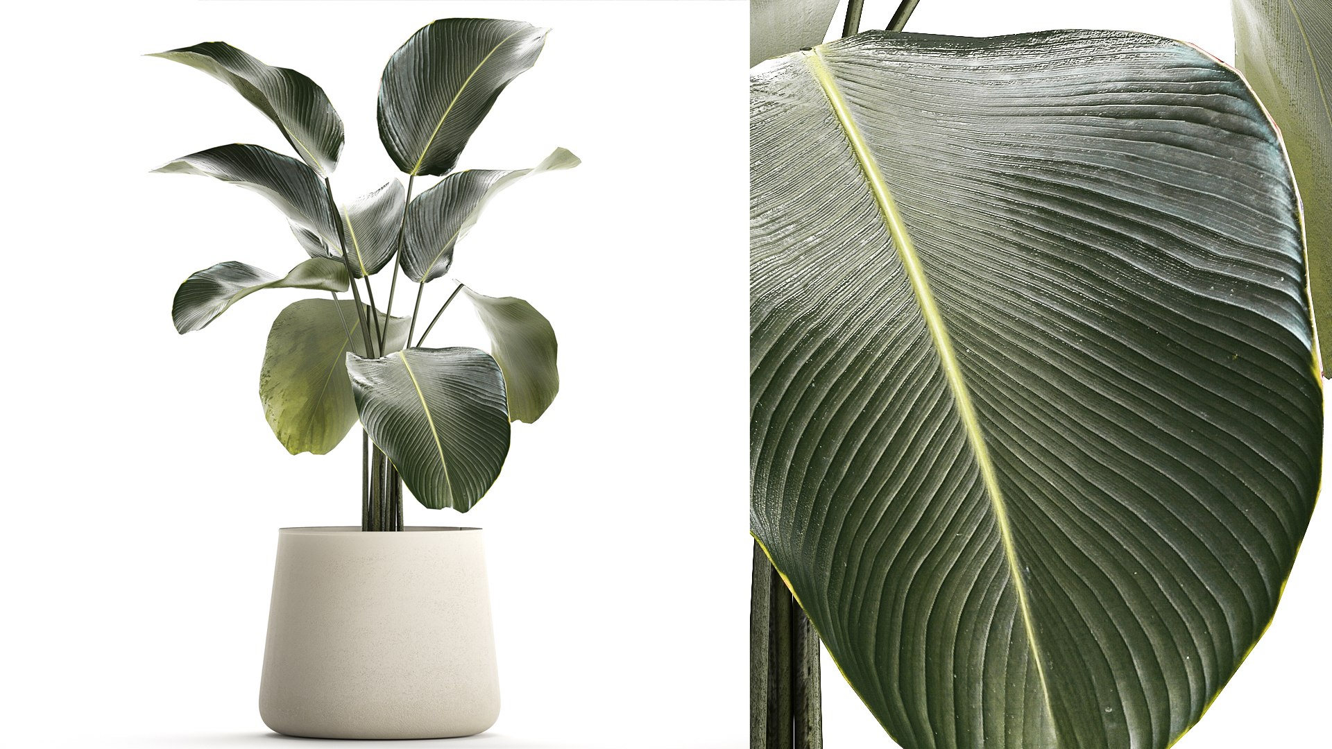 3D Beautiful Plant Bush Calathea Lutea Flowerpots 1310 Model ...