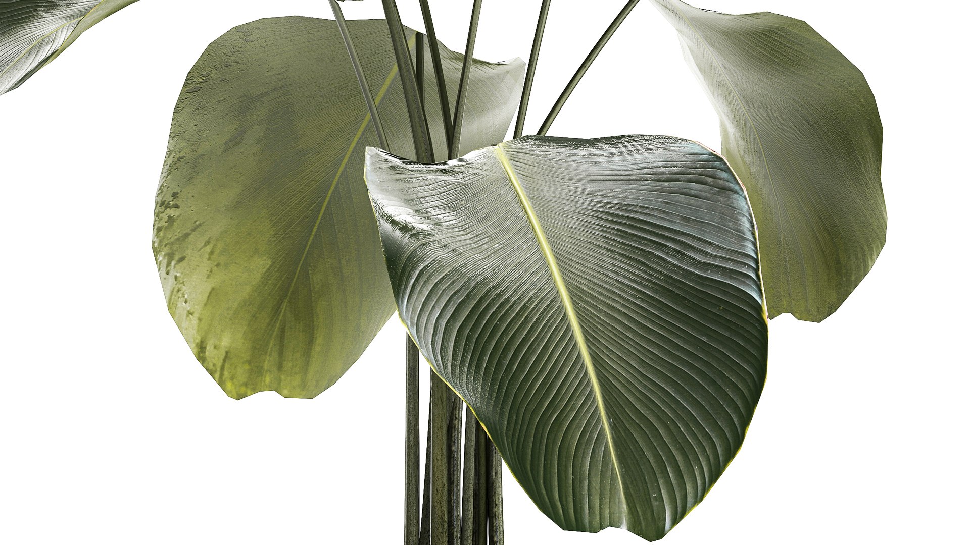3D Beautiful Plant Bush Calathea Lutea Flowerpots 1310 Model ...