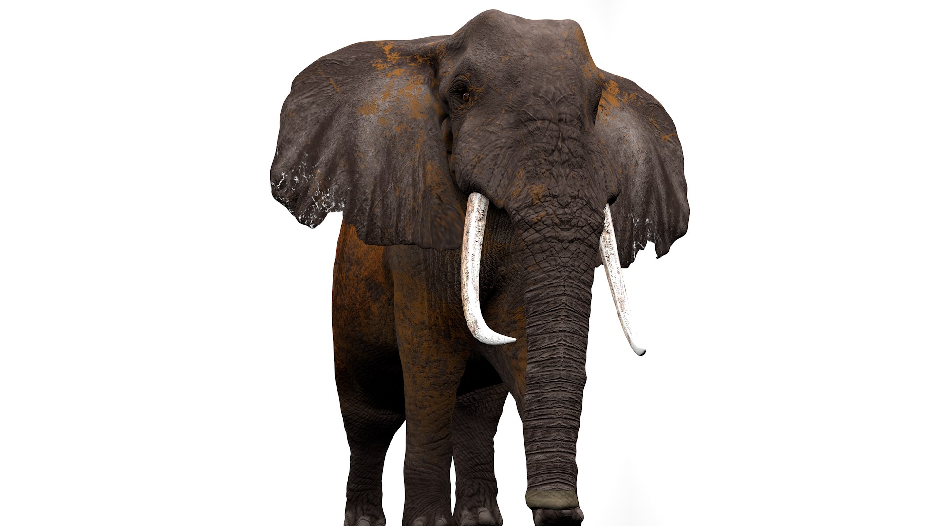 African Elephant RIGGED L2380 3D Model - TurboSquid 2395109