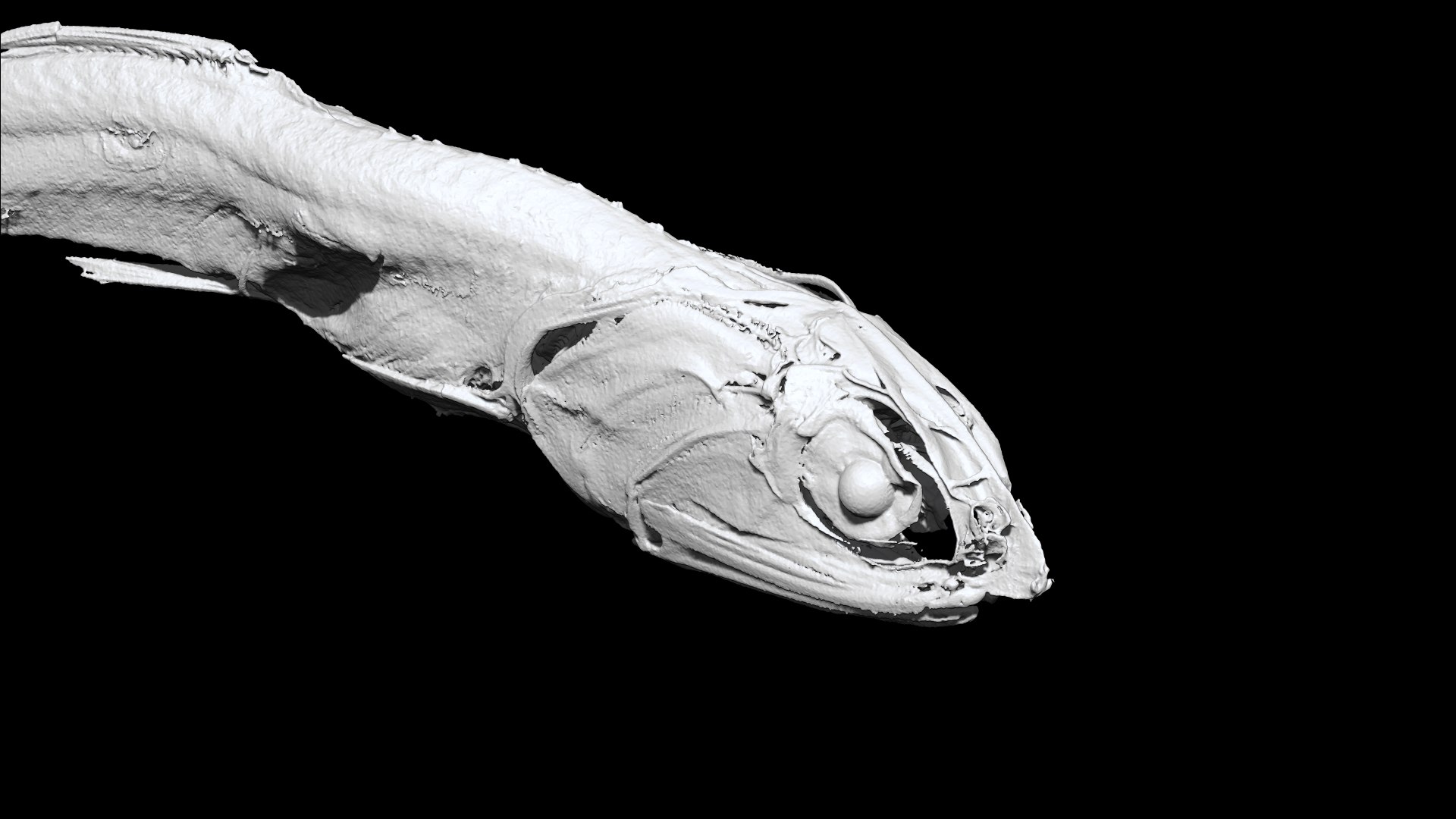 Niboshi fish 2 3D CT scan 3D model - TurboSquid 1813736