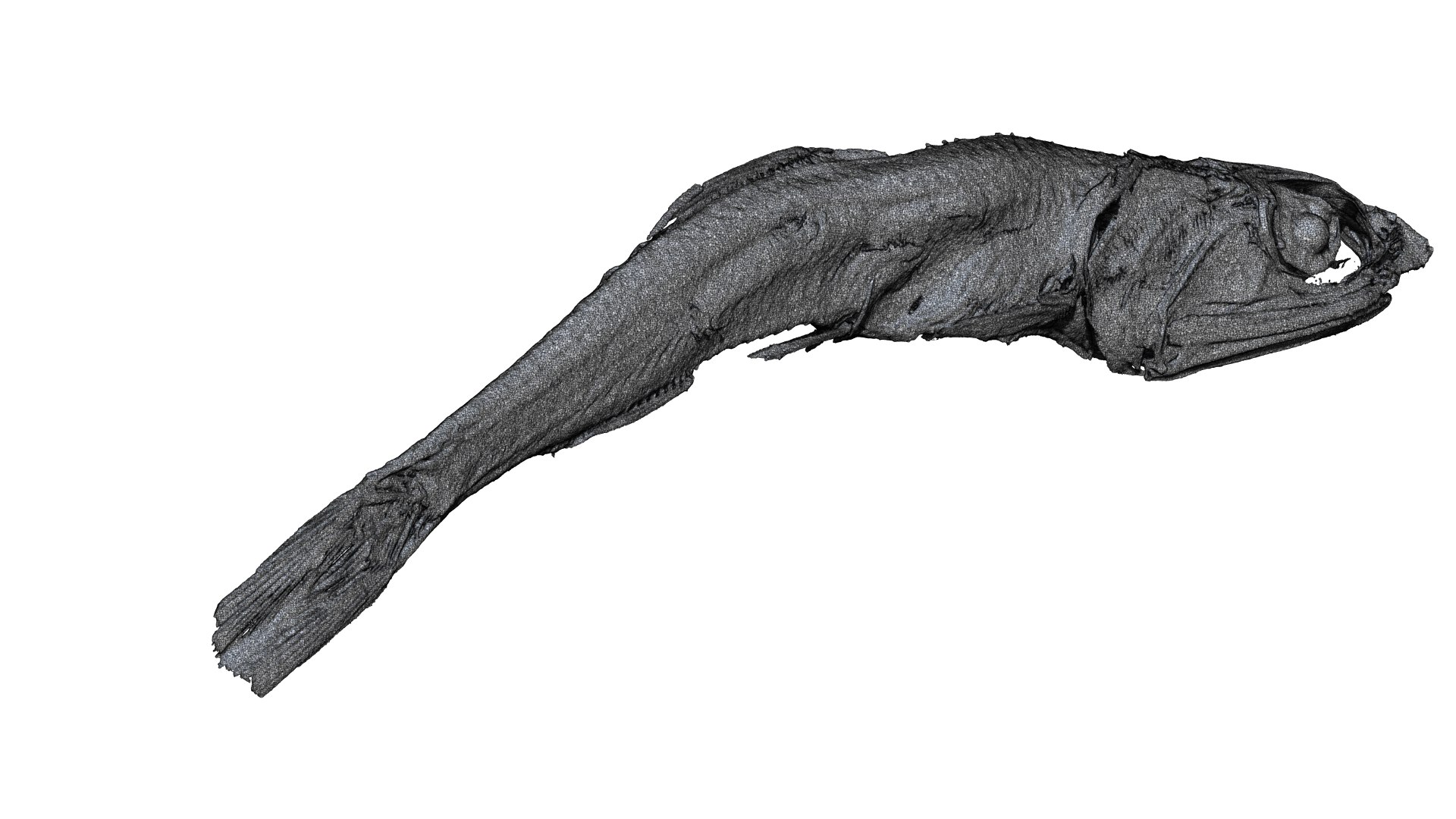 Niboshi fish 2 3D CT scan 3D model - TurboSquid 1813736