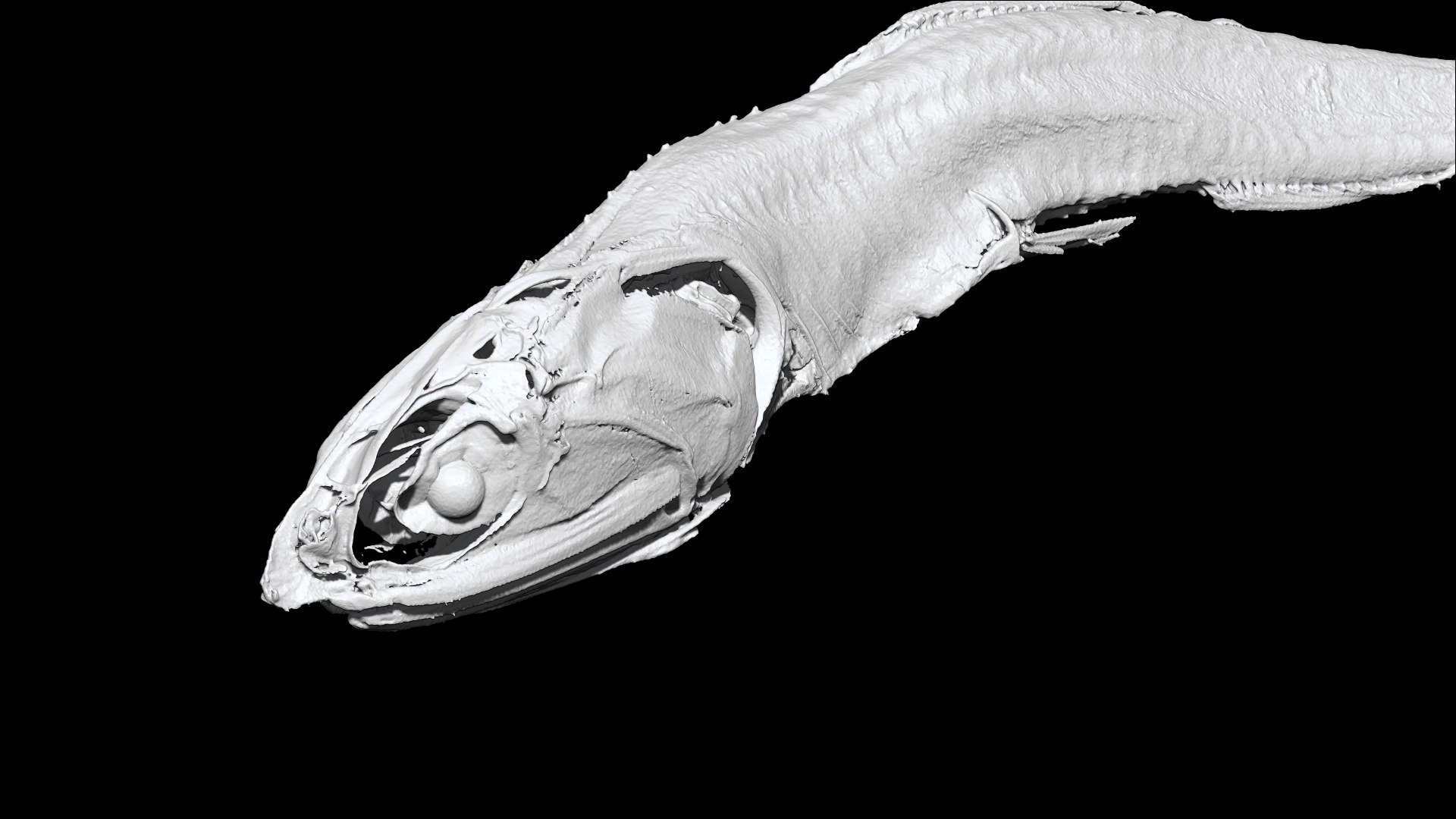 Niboshi fish 2 3D CT scan 3D model - TurboSquid 1813736